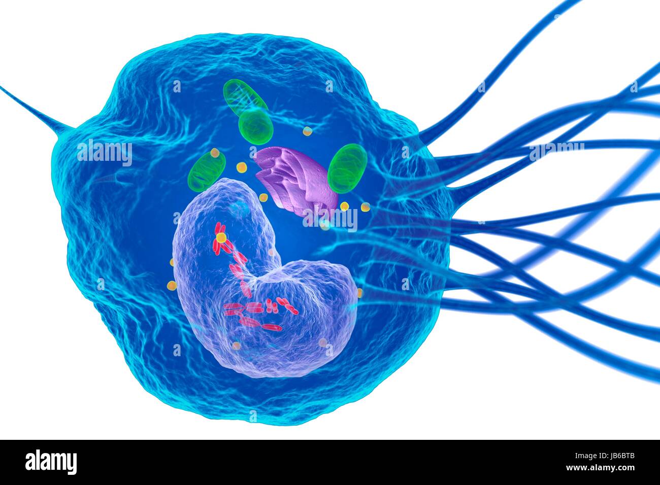 Makrophagen Leukozyten, Abbildung Stockfotografie - Alamy