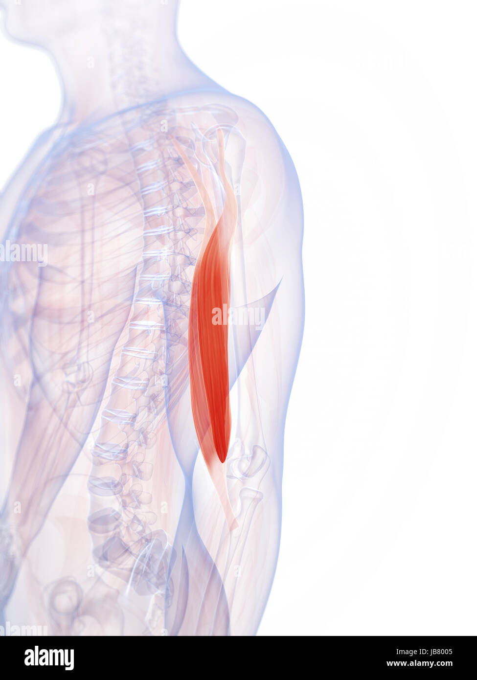 Musculus bizeps brachii -Fotos und -Bildmaterial in hoher Auflösung – Alamy