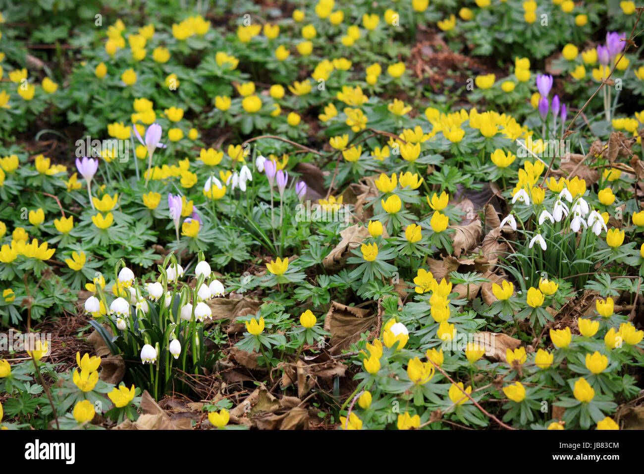 Grosses schneeglockchen -Fotos und -Bildmaterial in hoher Auflösung – Alamy