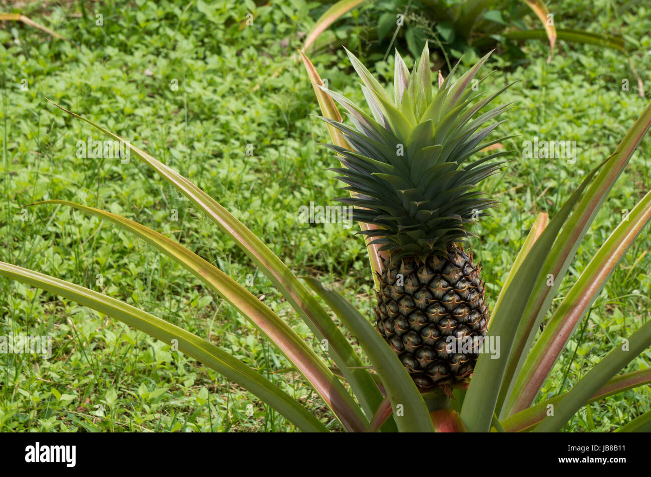 Dole ananas plantage garten Stockfotos und -bilder Kaufen - Alamy