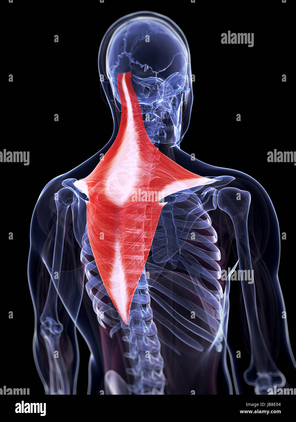 Illustration trapezius muscle -Fotos und -Bildmaterial in hoher ...