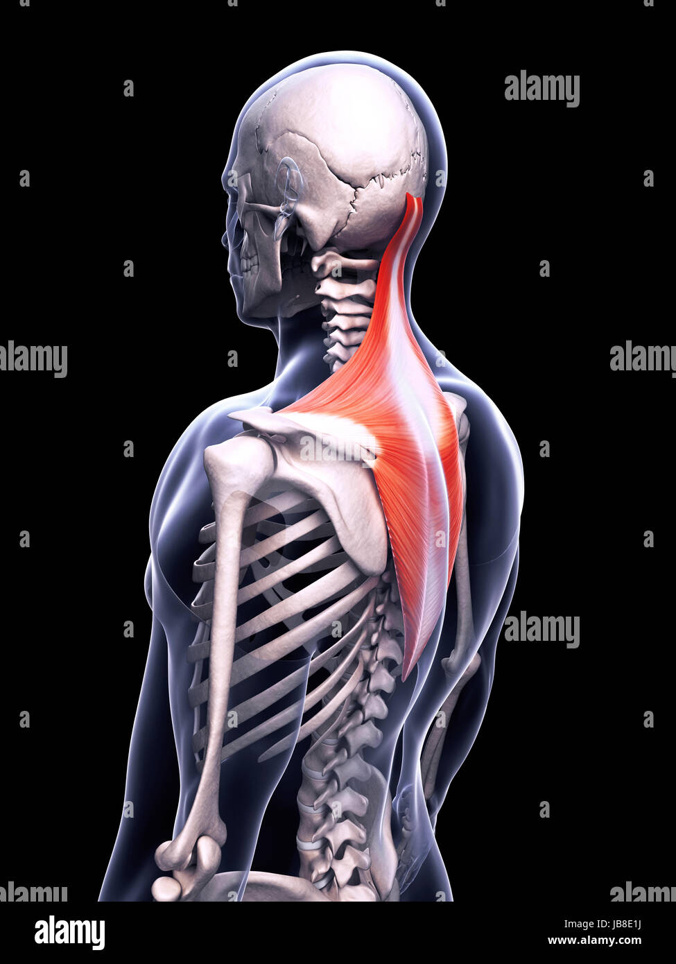 Illustration trapezius muscle -Fotos und -Bildmaterial in hoher ...