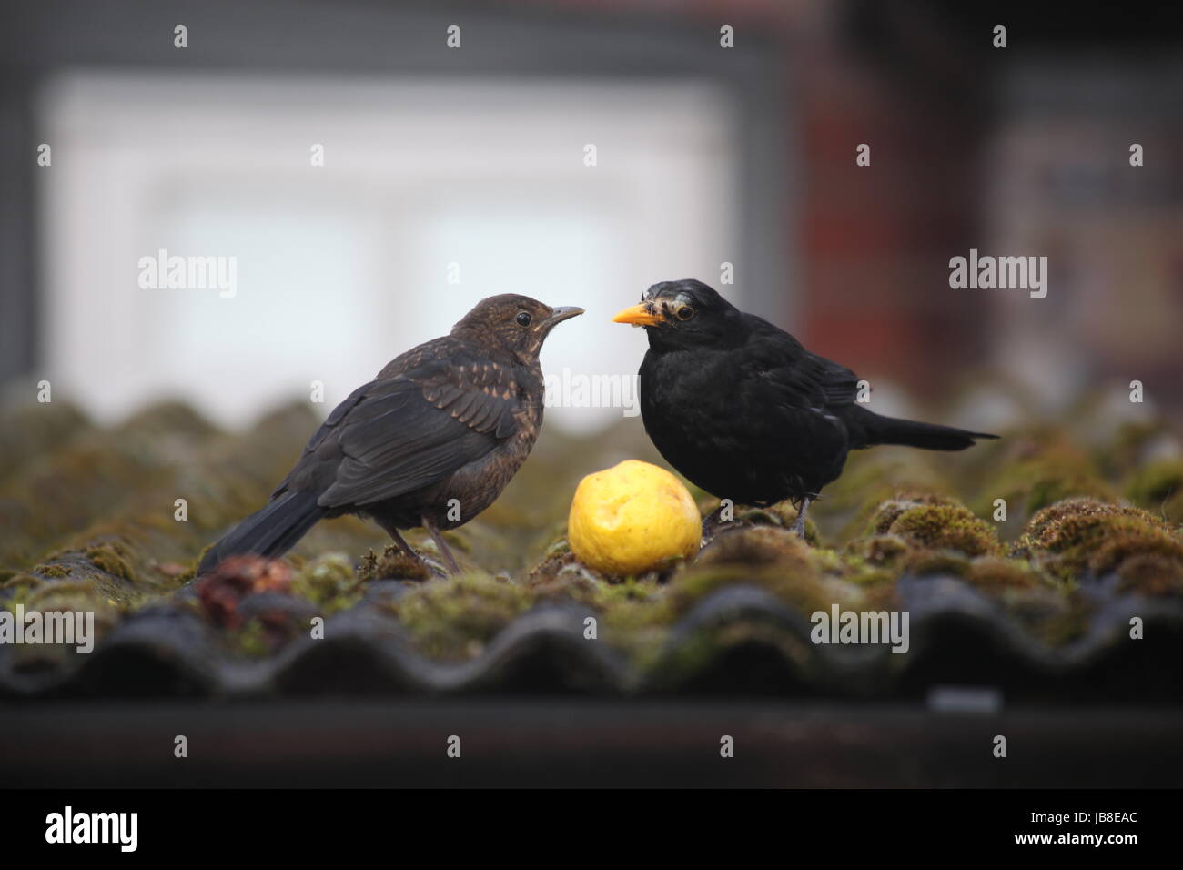 Zwei amseln -Fotos und -Bildmaterial in hoher Auflösung – Alamy