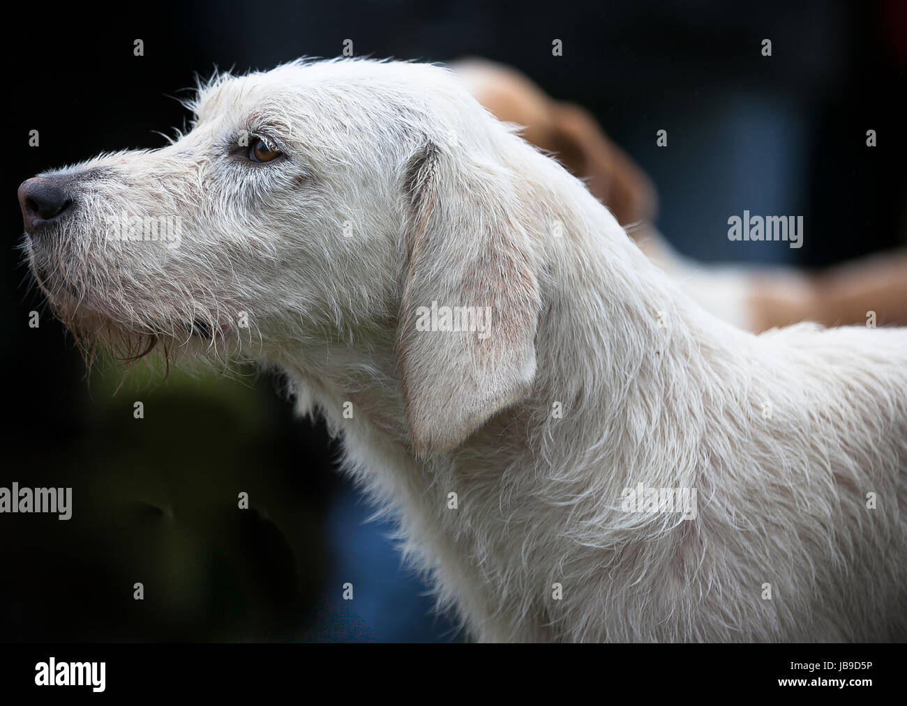 Laufhund jagd -Fotos und -Bildmaterial in hoher Auflösung – Alamy