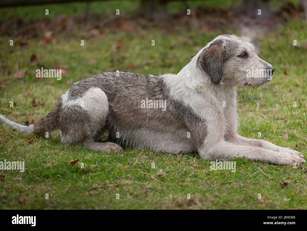 Laufhund jagd -Fotos und -Bildmaterial in hoher Auflösung – Alamy