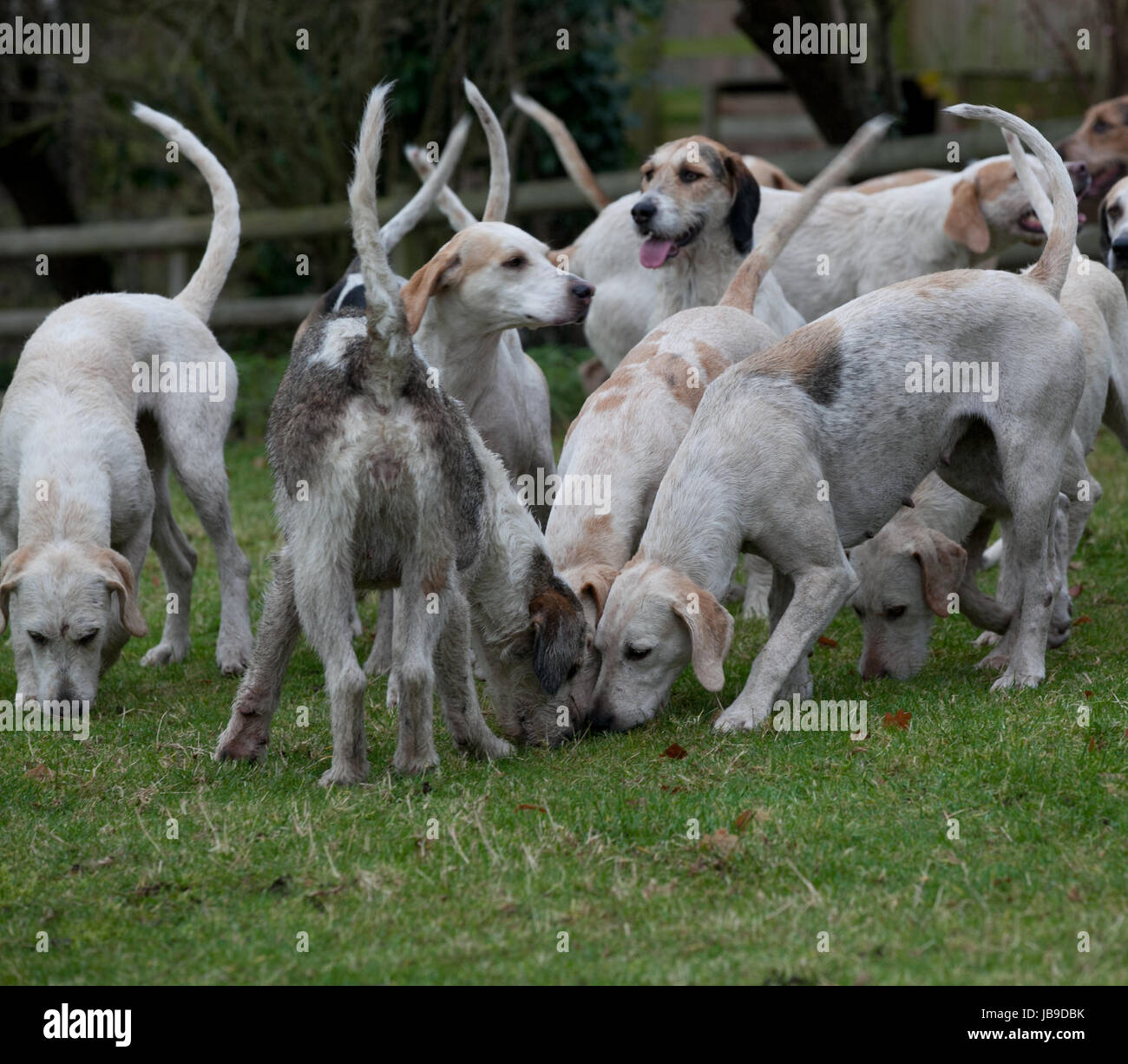 Bicester und whaddon jagd -Fotos und -Bildmaterial in hoher Auflösung ...