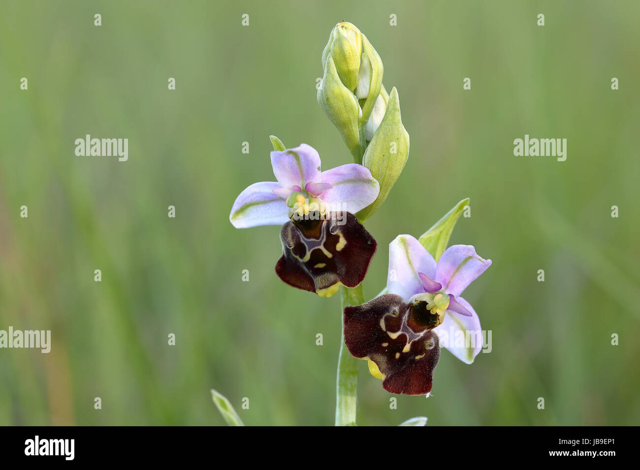 Wilde Orchidee Stockfotos und -bilder Kaufen - Alamy