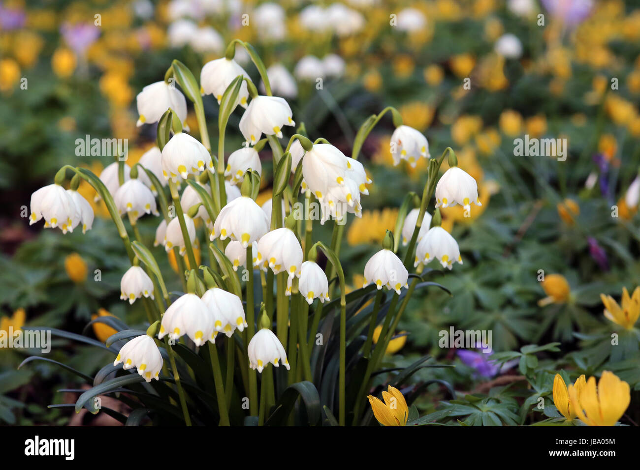 Grosses schneeglockchen -Fotos und -Bildmaterial in hoher Auflösung – Alamy