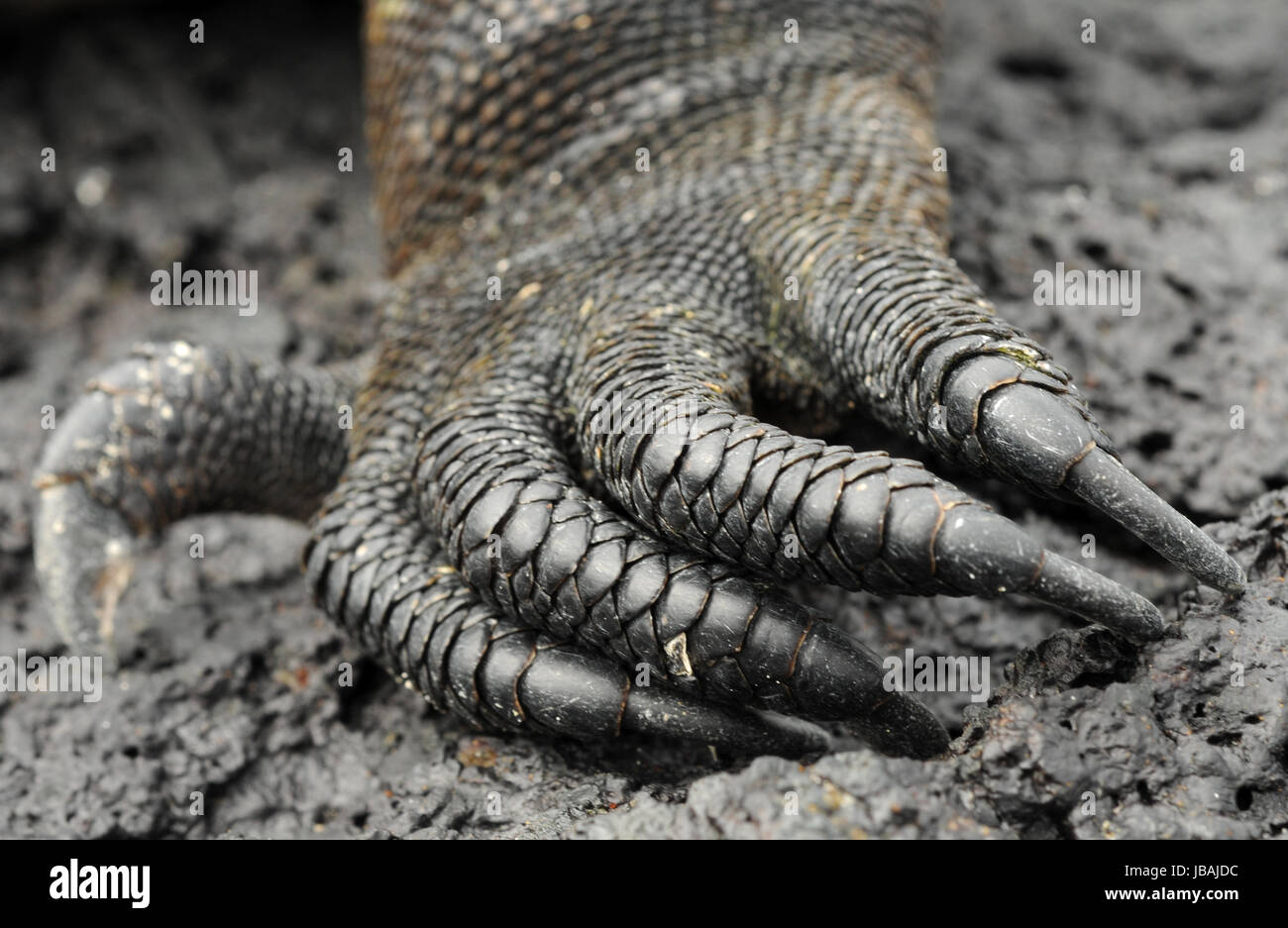 Krallen reptil -Fotos und -Bildmaterial in hoher Auflösung – Alamy