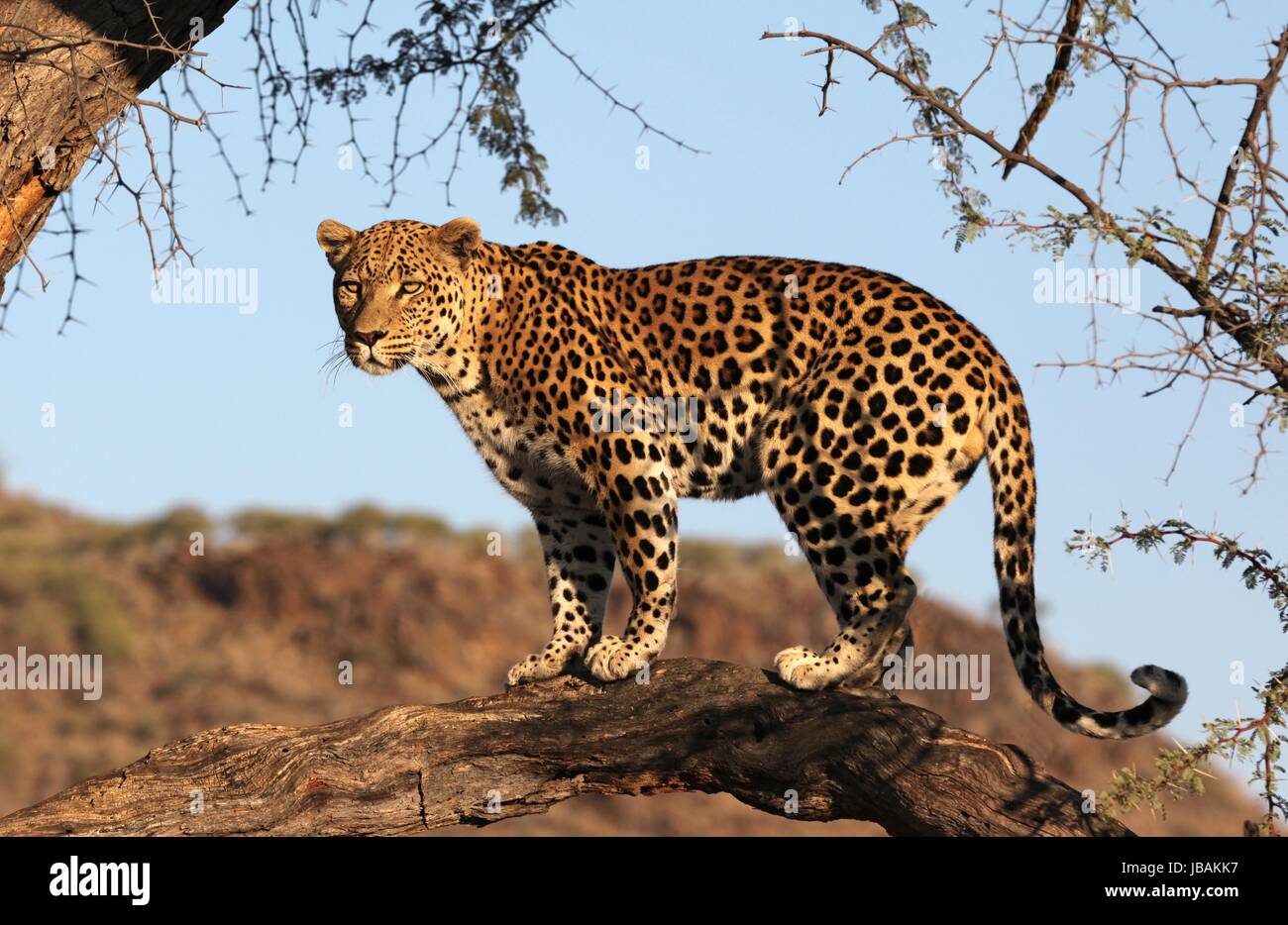 Leopard auf der jagd -Fotos und -Bildmaterial in hoher Auflösung – Alamy