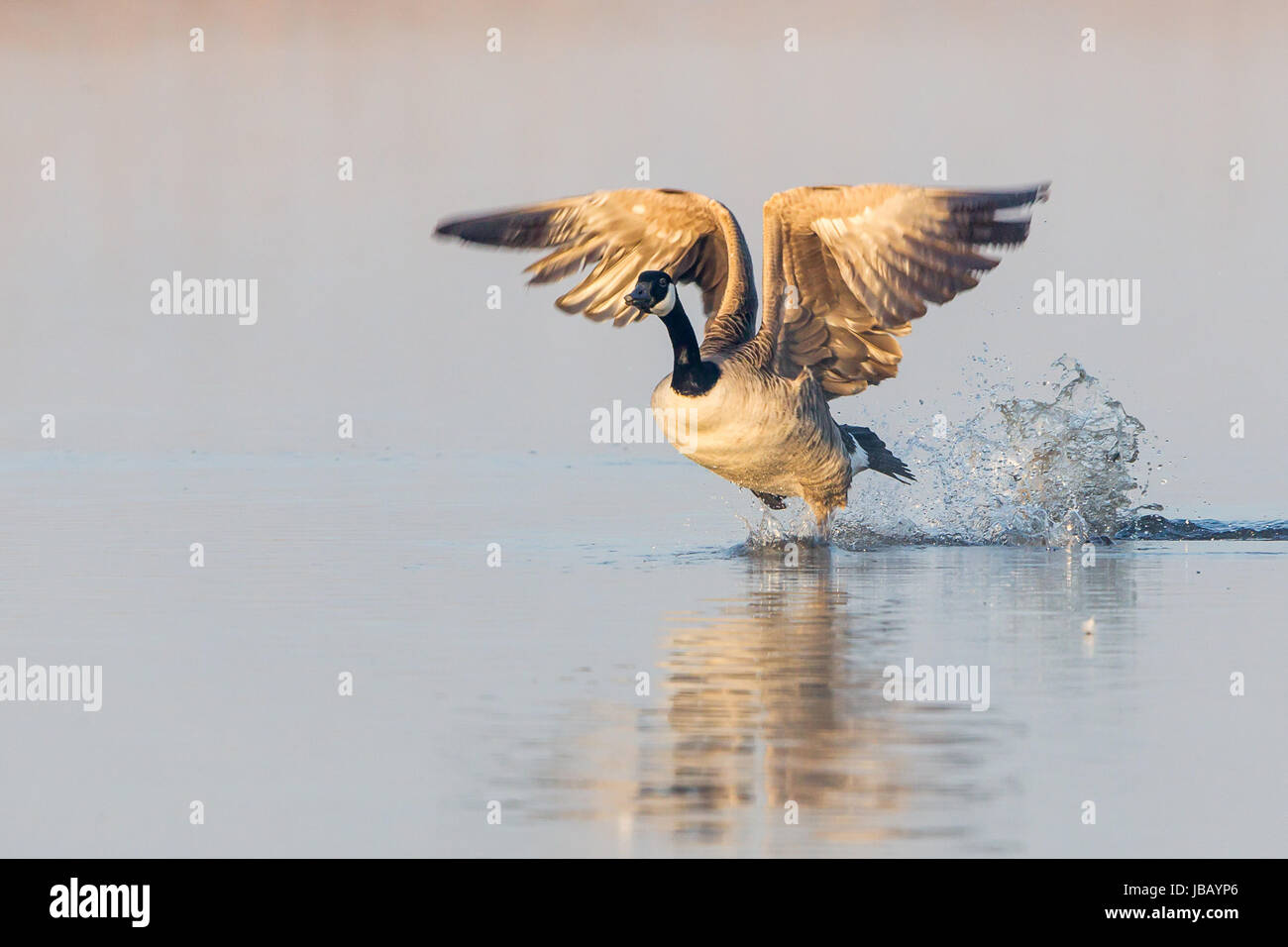 Getrenntreitetes unterscheiden sich aussenaufnahme aves branta ...