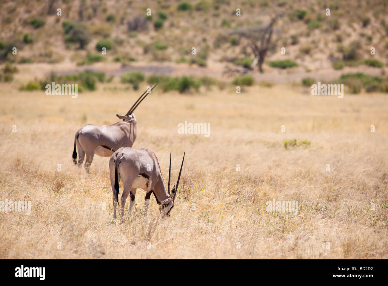 Afrika antilopen -Fotos und -Bildmaterial in hoher Auflösung – Alamy