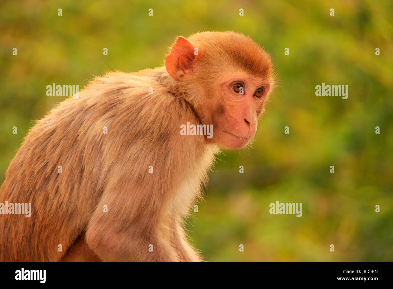 Rhesus-Makaken (Macaca Mulatta) sitzen in der Nähe von Galta Tempel in ...