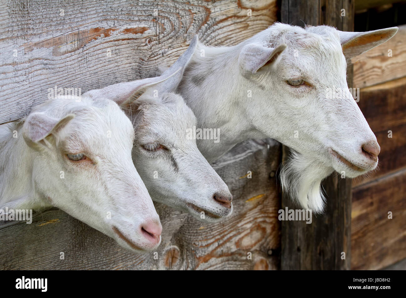 Three goats heads -Fotos und -Bildmaterial in hoher Auflösung – Alamy