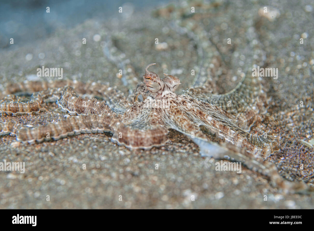 Mimic octopus (sulawesi) -Fotos und -Bildmaterial in hoher Auflösung ...