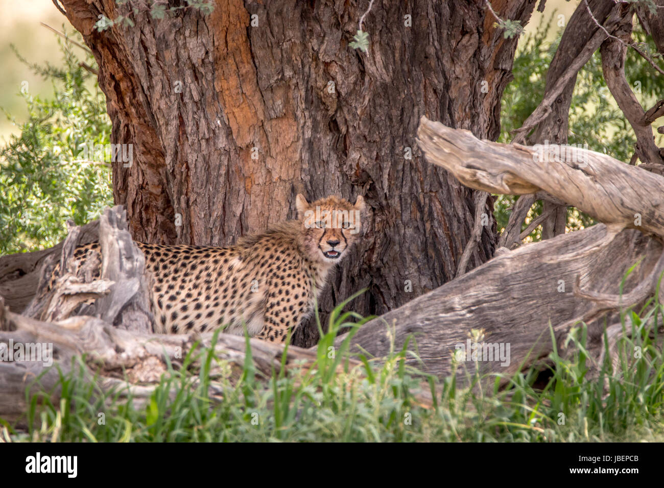 Gepard, der in einem baum steht -Fotos und -Bildmaterial in hoher ...