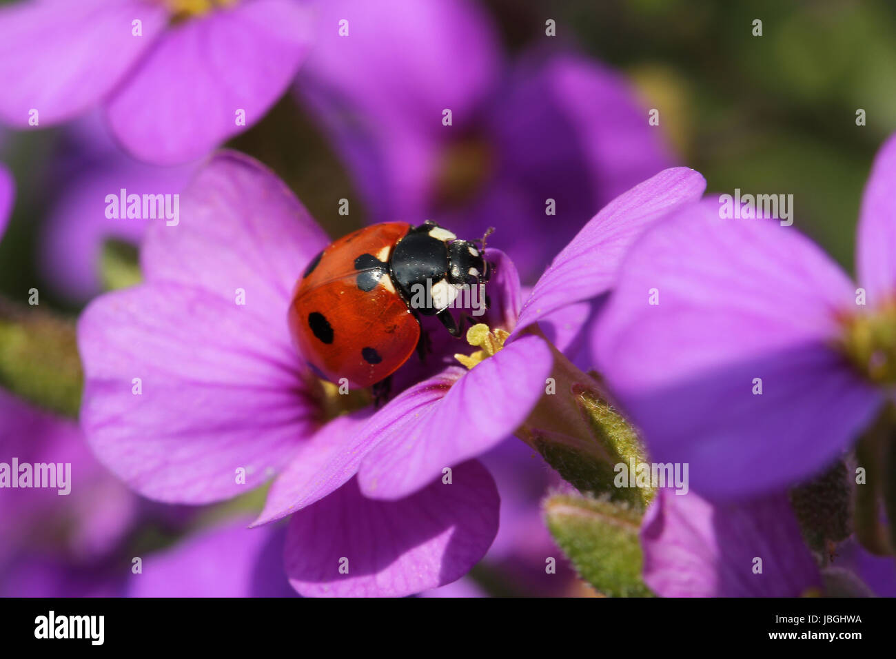 Good Luck Chuck Stockfotos und -bilder Kaufen - Alamy