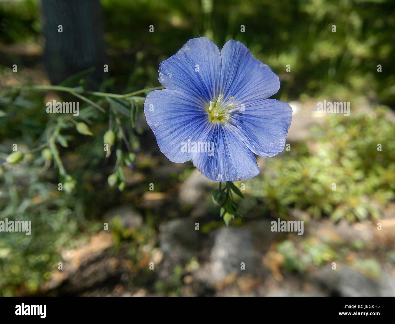 Flachs blume -Fotos und -Bildmaterial in hoher Auflösung – Alamy