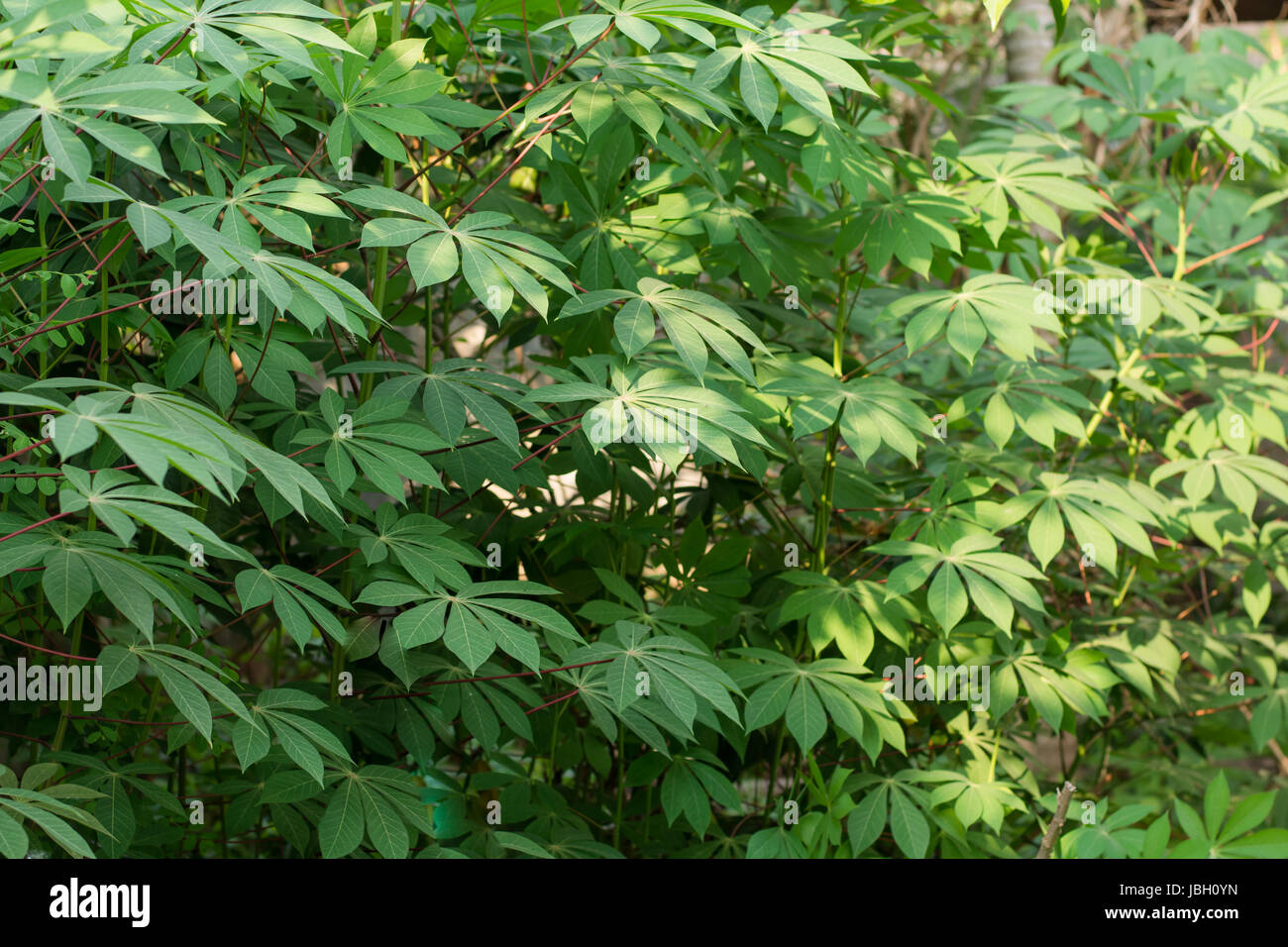 Cassava tree -Fotos und -Bildmaterial in hoher Auflösung - Seite 2 - Alamy
