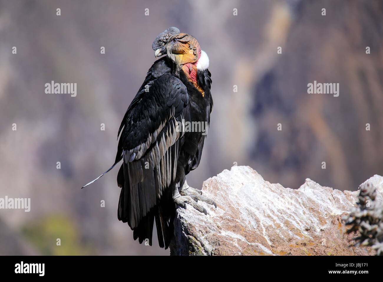 Andenkondor (Vultur Kondor) sitzen am Mirador Cruz del Condor im Colca ...