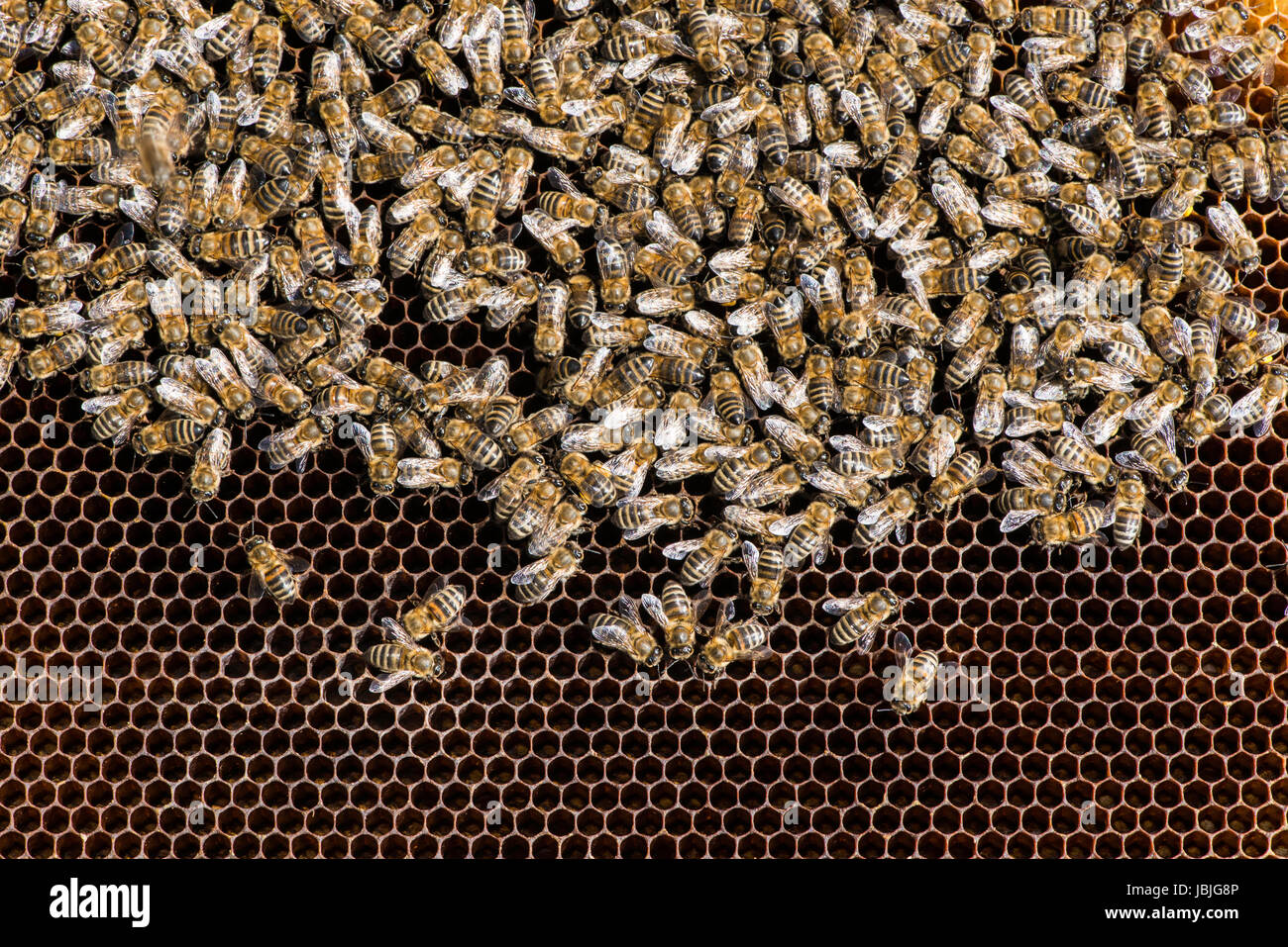 Waben hautnah. Viele Bienen auf Honigwabe Stockfotografie - Alamy
