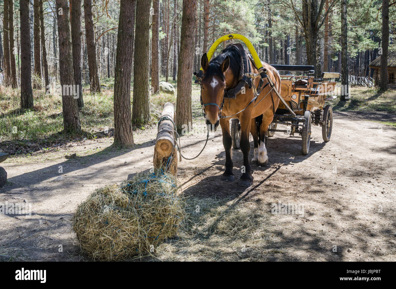 Pferdewagen mit heu in europa -Fotos und -Bildmaterial in hoher ...