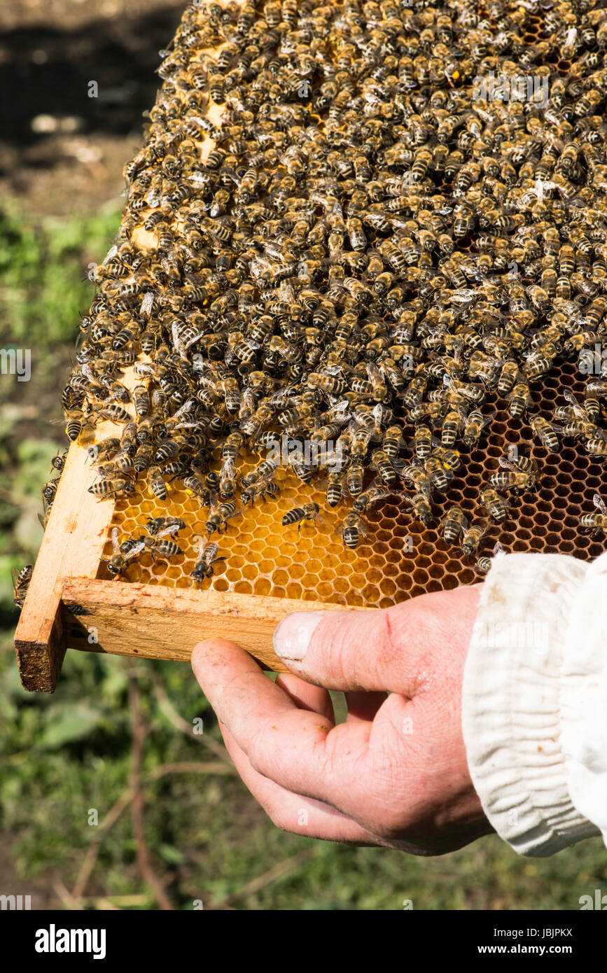 Waben hautnah. Viele Bienen auf Honigwabe Stockfotografie - Alamy