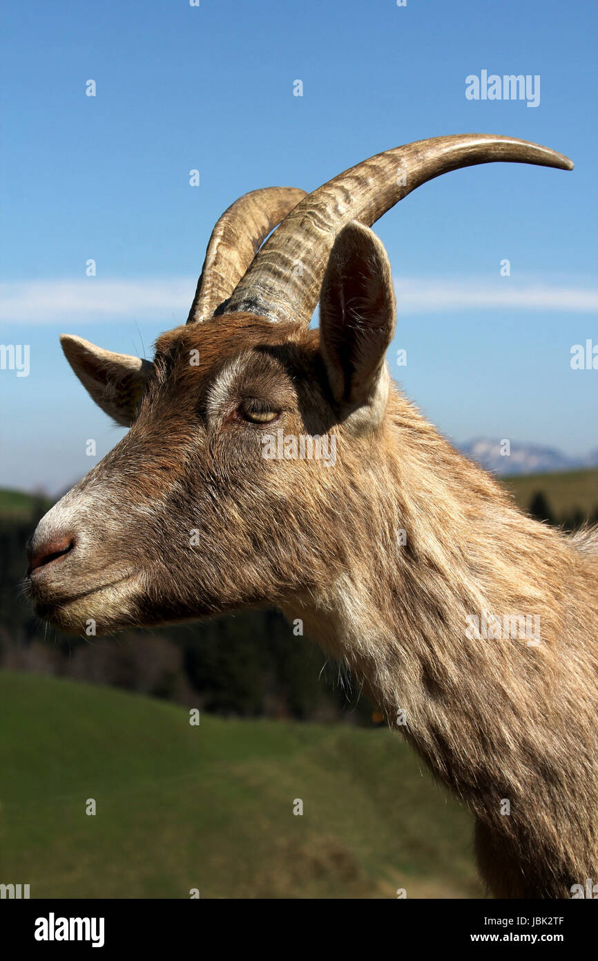Bergziege close up -Fotos und -Bildmaterial in hoher Auflösung – Alamy