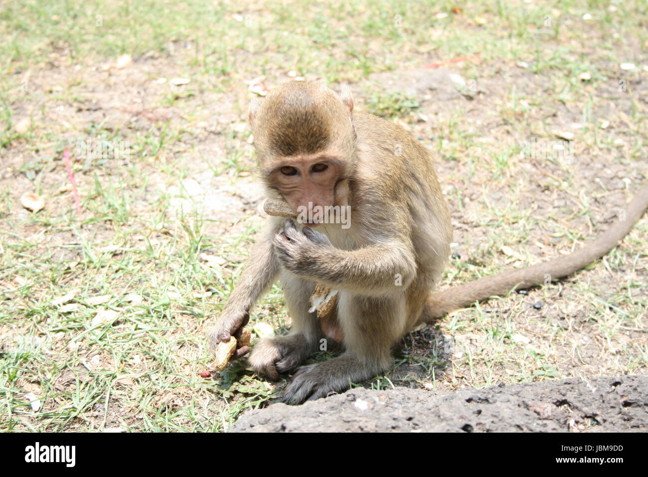 Affe junior -Fotos und -Bildmaterial in hoher Auflösung – Alamy