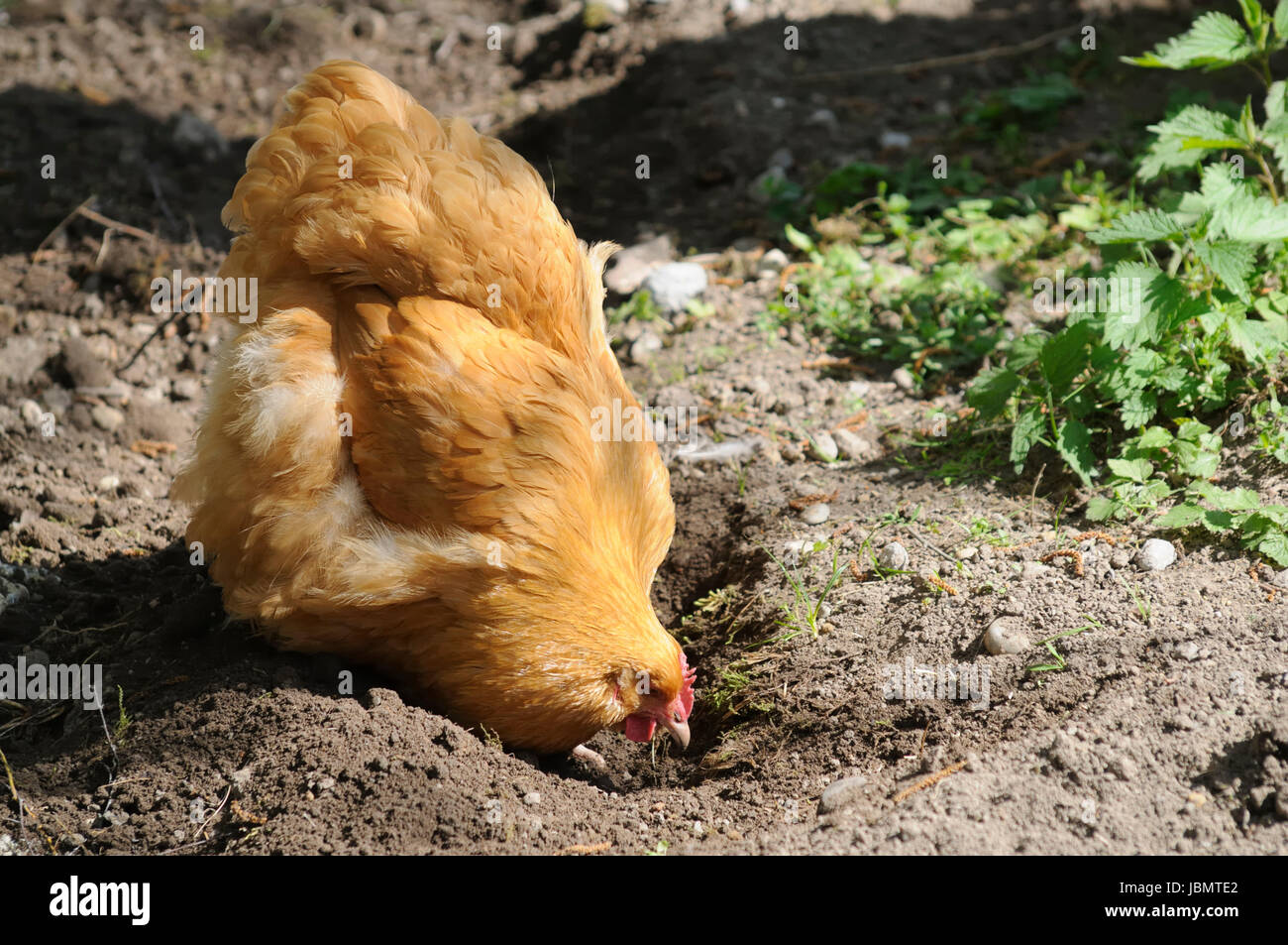 Braune brahma henne -Fotos und -Bildmaterial in hoher Auflösung – Alamy