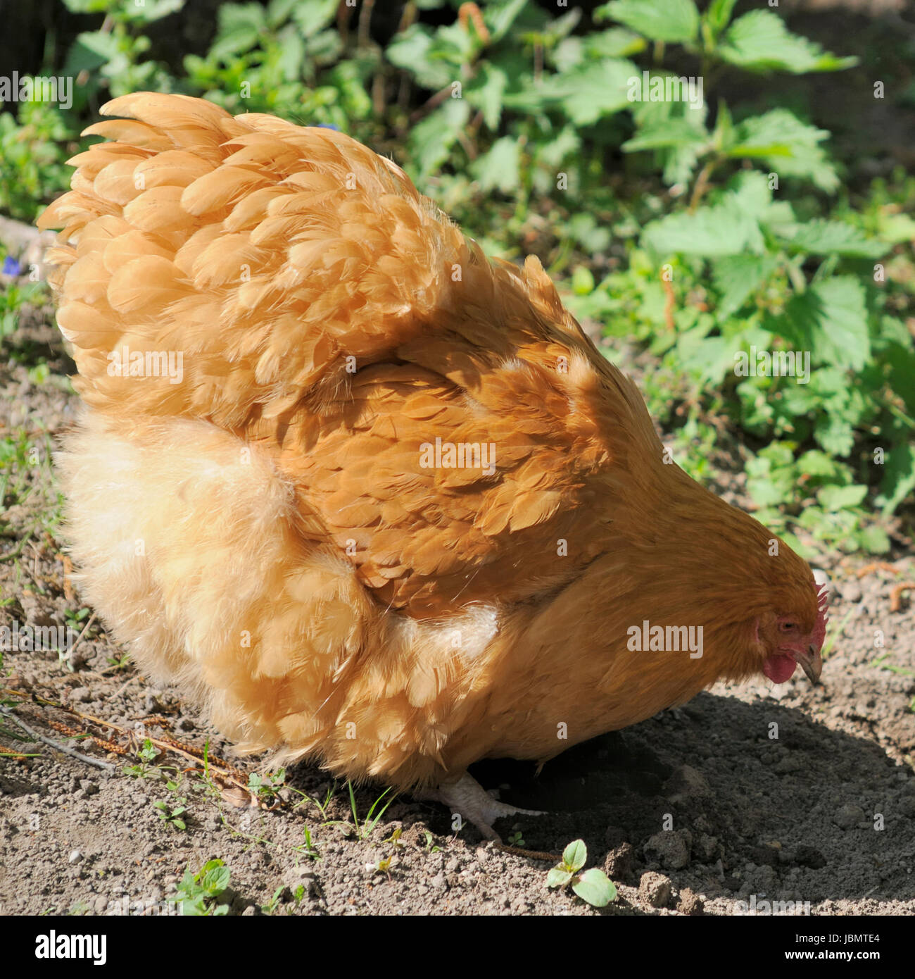 Braune brahma henne -Fotos und -Bildmaterial in hoher Auflösung – Alamy