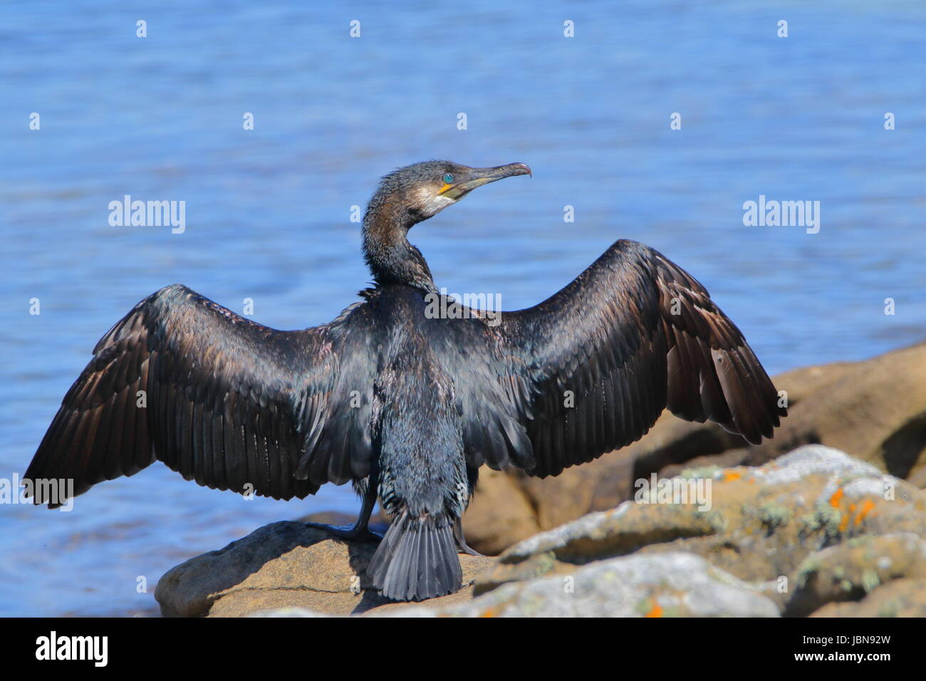 Der große schwarze finsteren Kormoran, Phalacrocorax Carbo, sonnen sich ...