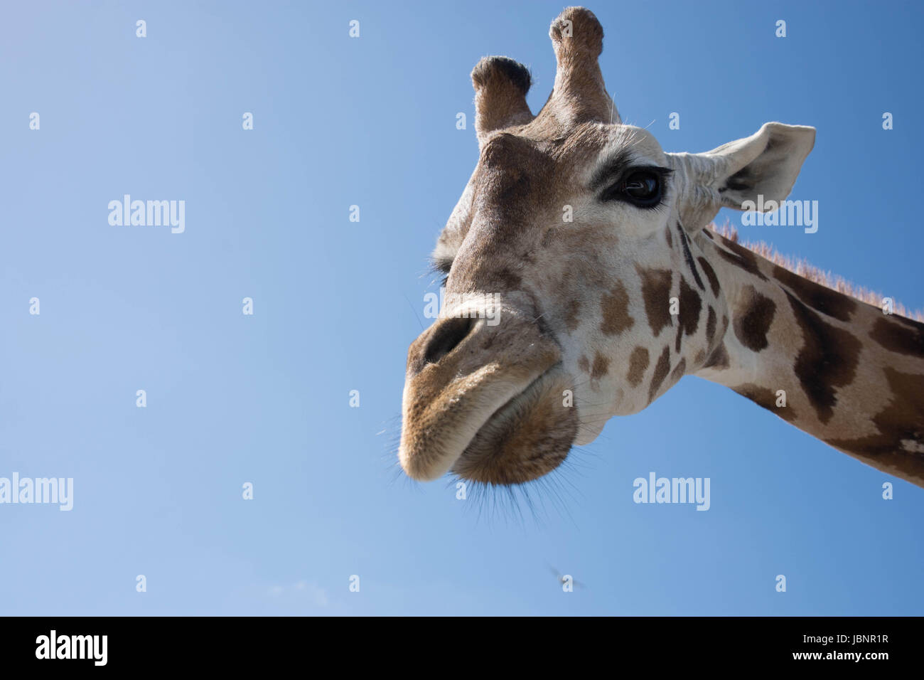 Neugieriges neugieriges tier -Fotos und -Bildmaterial in hoher ...