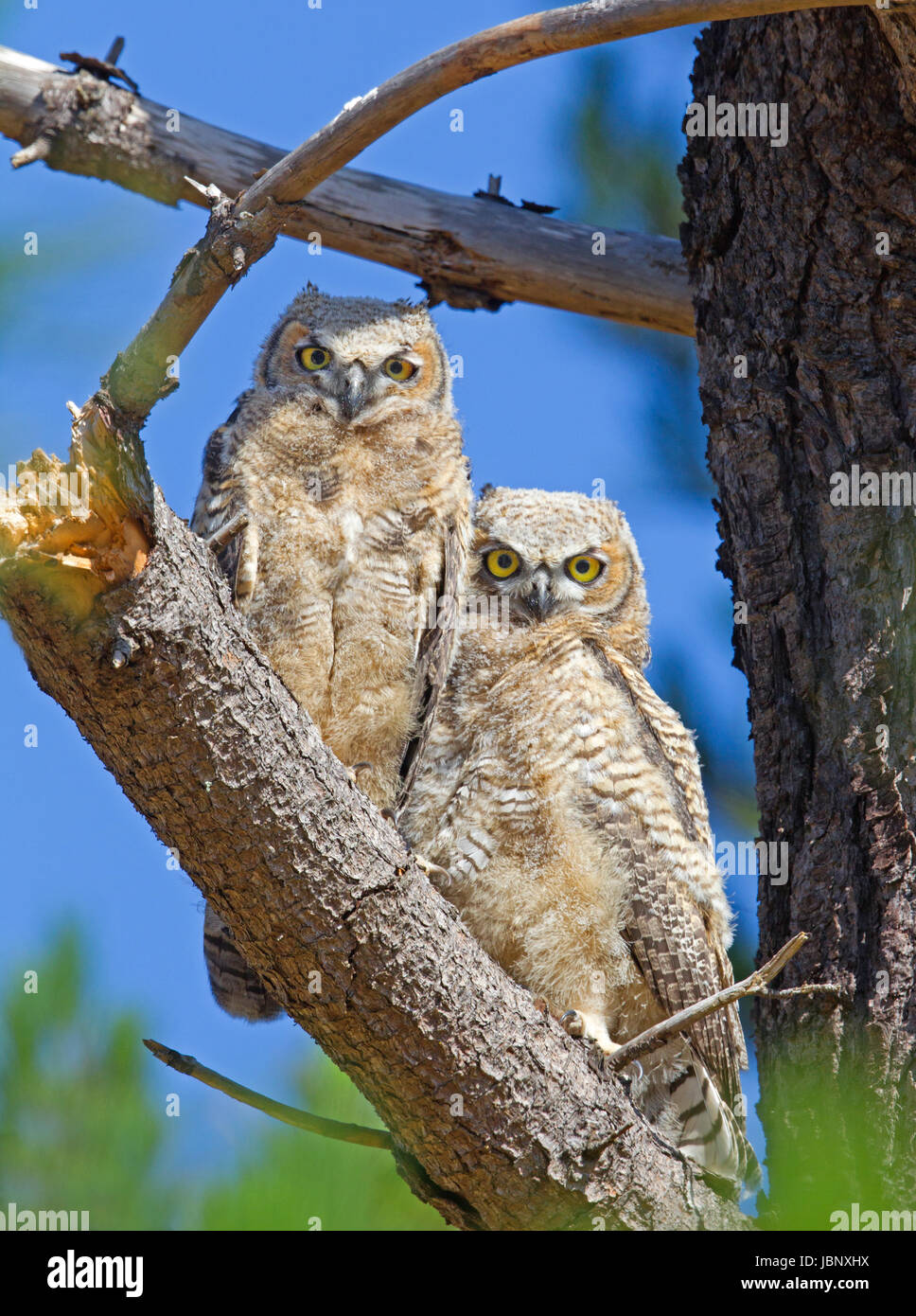 Zwei Junge Eulen Nebeneinander Im Baum Stockfotos und -bilder Kaufen - Alamy