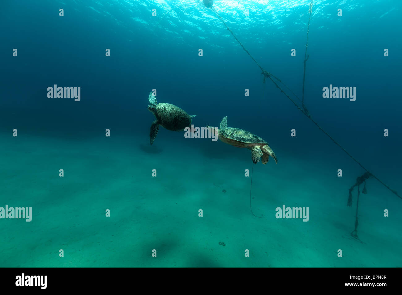 Sea turtles mating -Fotos und -Bildmaterial in hoher Auflösung – Alamy