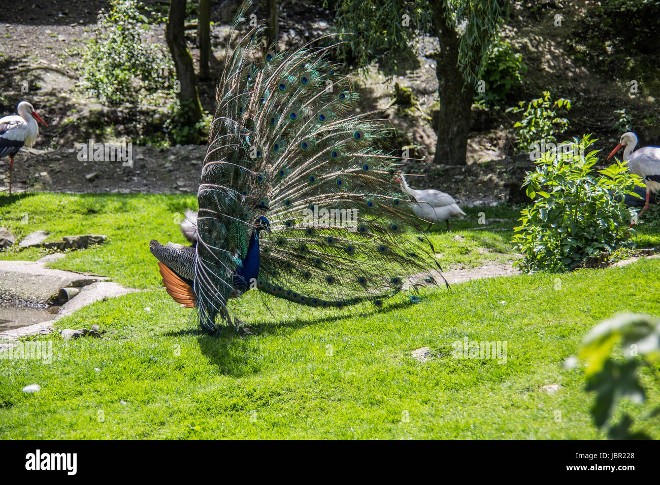 Zum rad -Fotos und -Bildmaterial in hoher Auflösung – Alamy