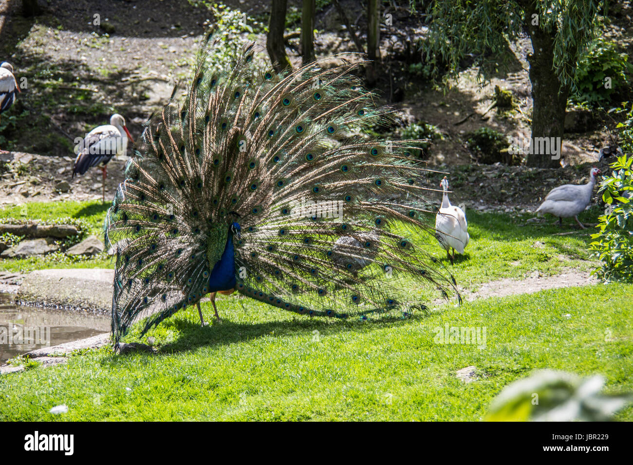 Zum rad -Fotos und -Bildmaterial in hoher Auflösung – Alamy
