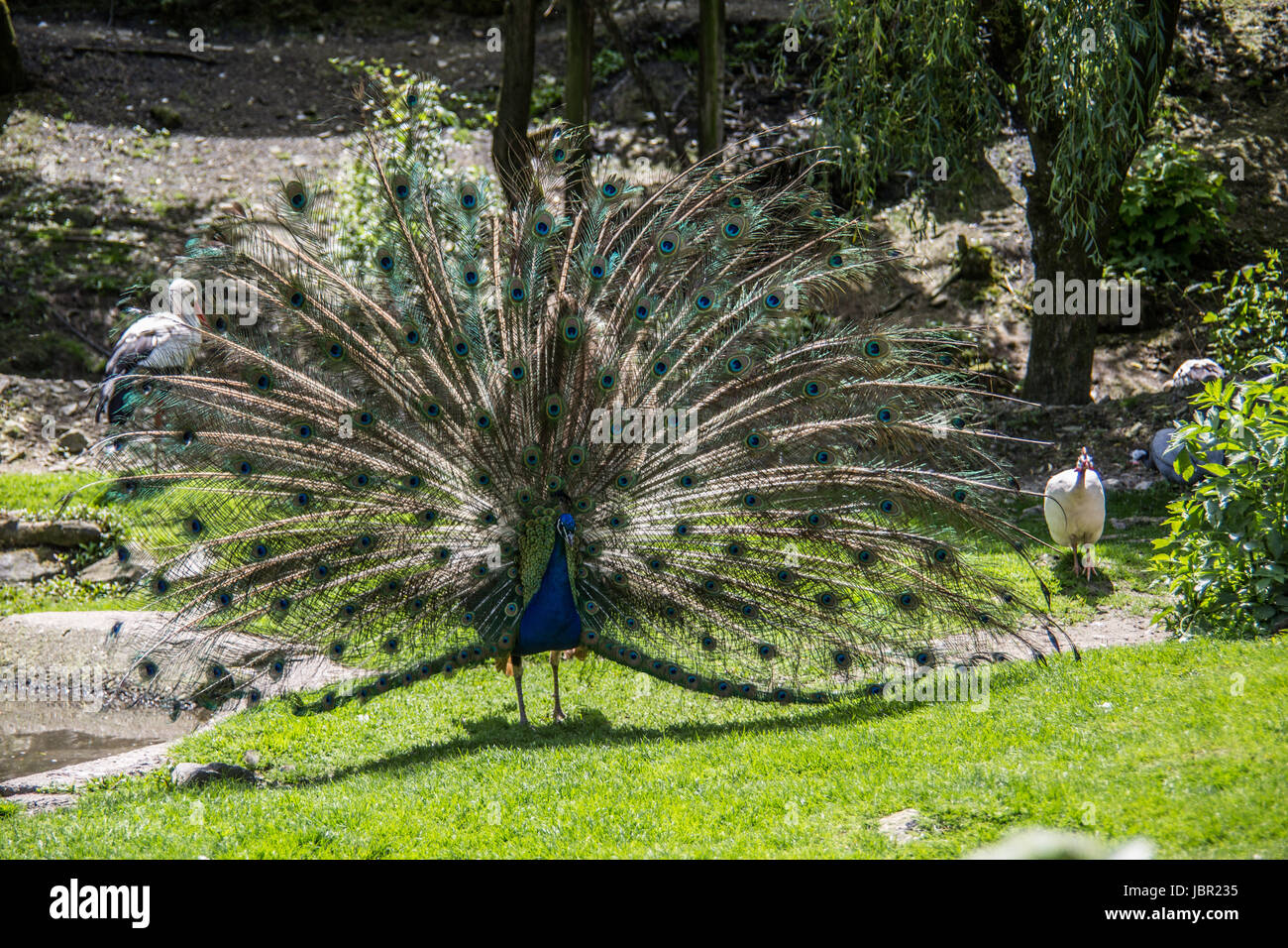 Zum rad -Fotos und -Bildmaterial in hoher Auflösung – Alamy