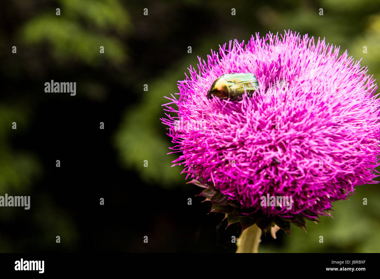 Distel Knospen und Blüten auf einer Sommerwiese. Distel Blumen ist das ...