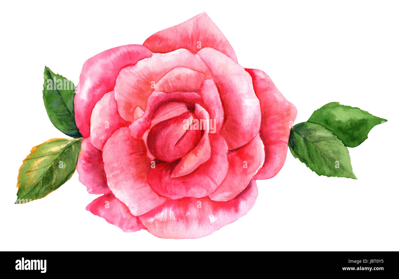 Aquarell rosa rose zeichnen, isoliert auf weiss Stockfotografie - Alamy
