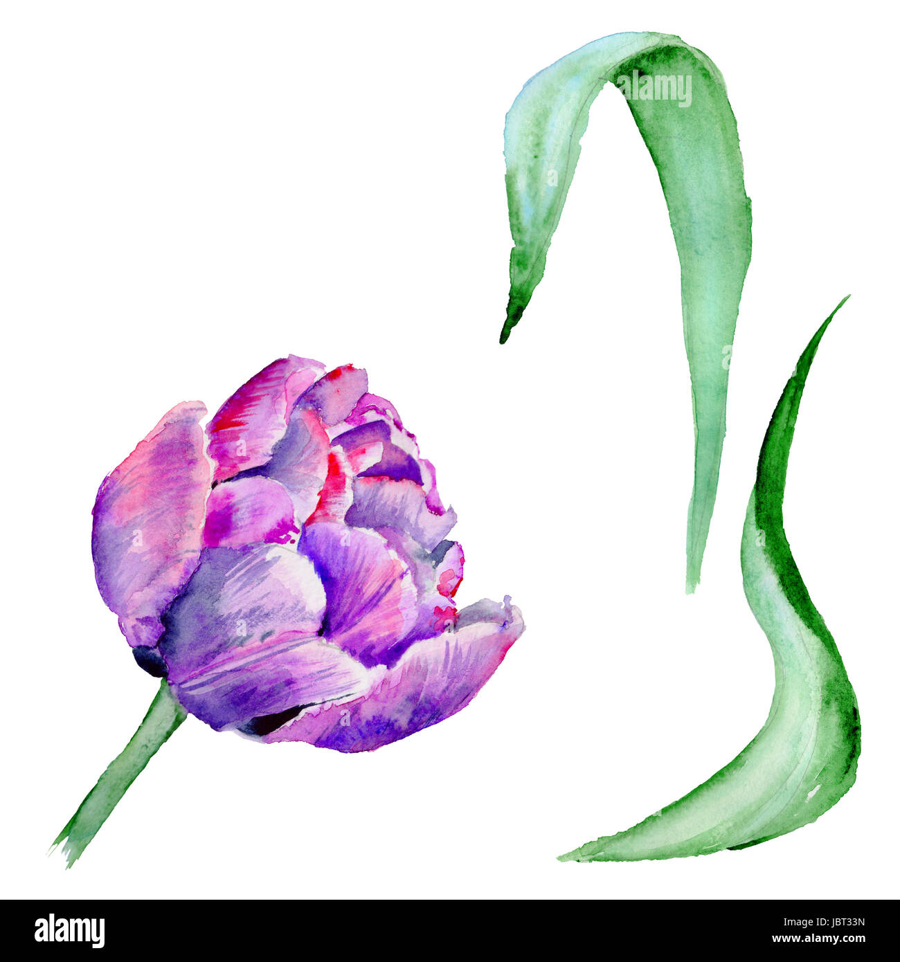 Wildflower Tulpe Blume im Aquarell-Stil isoliert. Aquarell Wiesenblumen ...