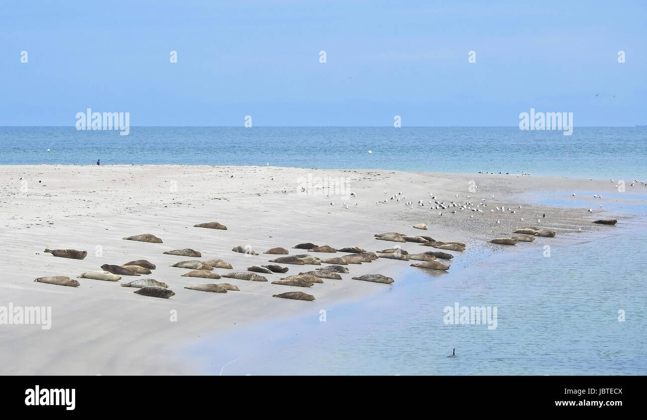 Robbenstrand Auf Helgoland / Dichtung Strand auf Insel Helgoland ...