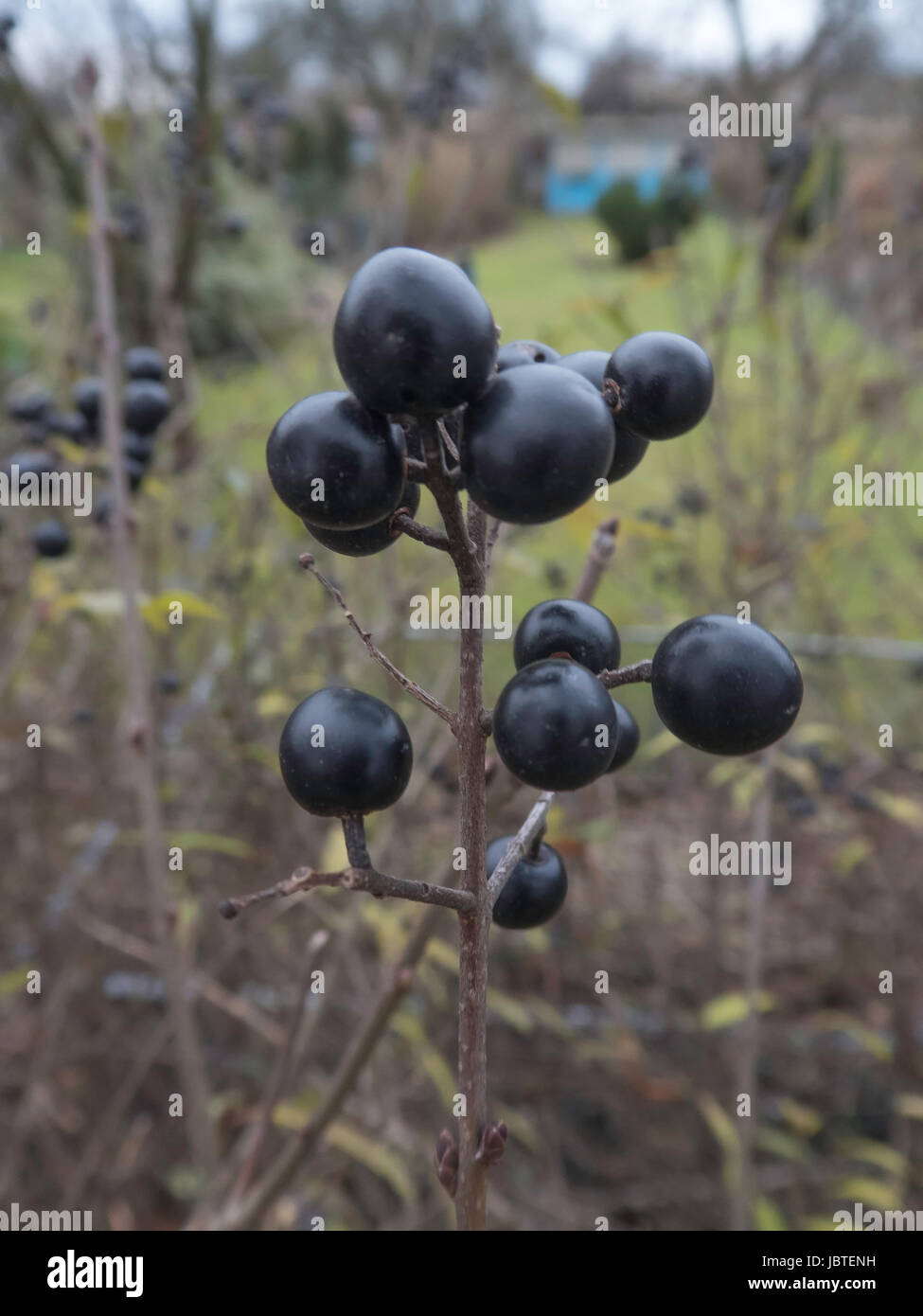 Liguster Beeren, Ligustrum Vulgare / Beeren Liguster, Ligustrum Vulgare ...