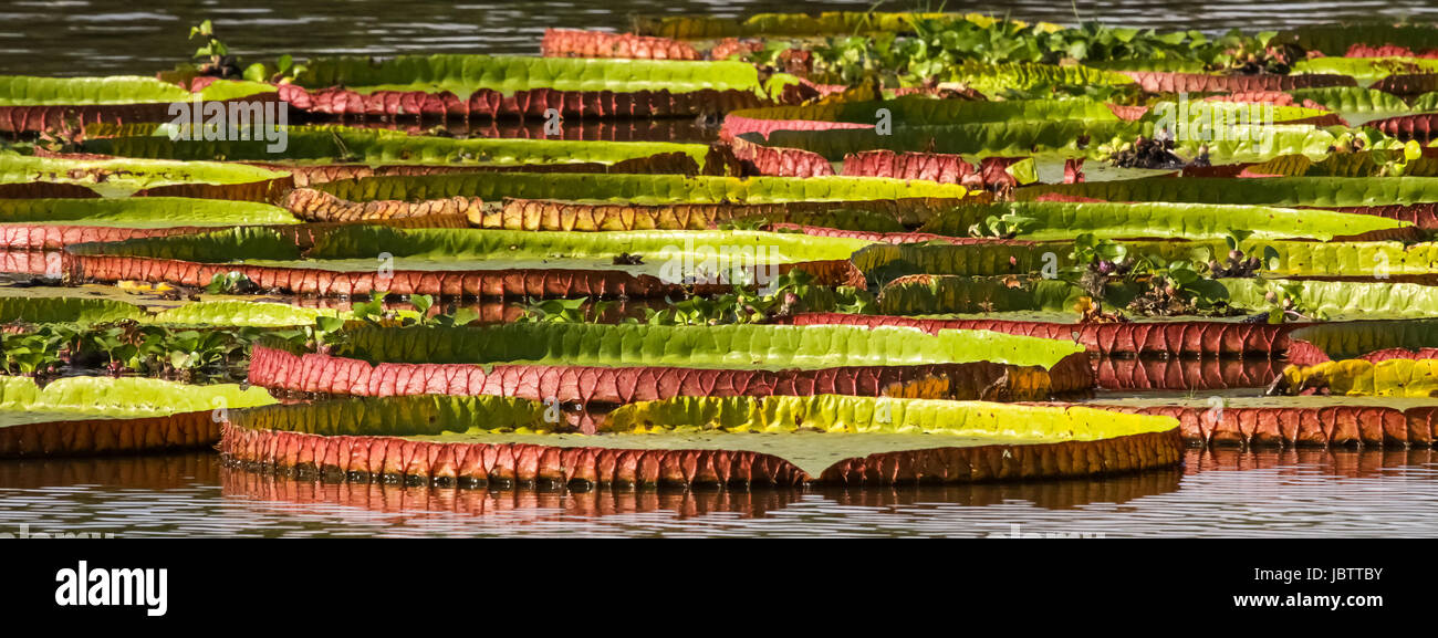Victoria Amazonica, Blüte, Seerosen, Pantanal, Brasilien ...