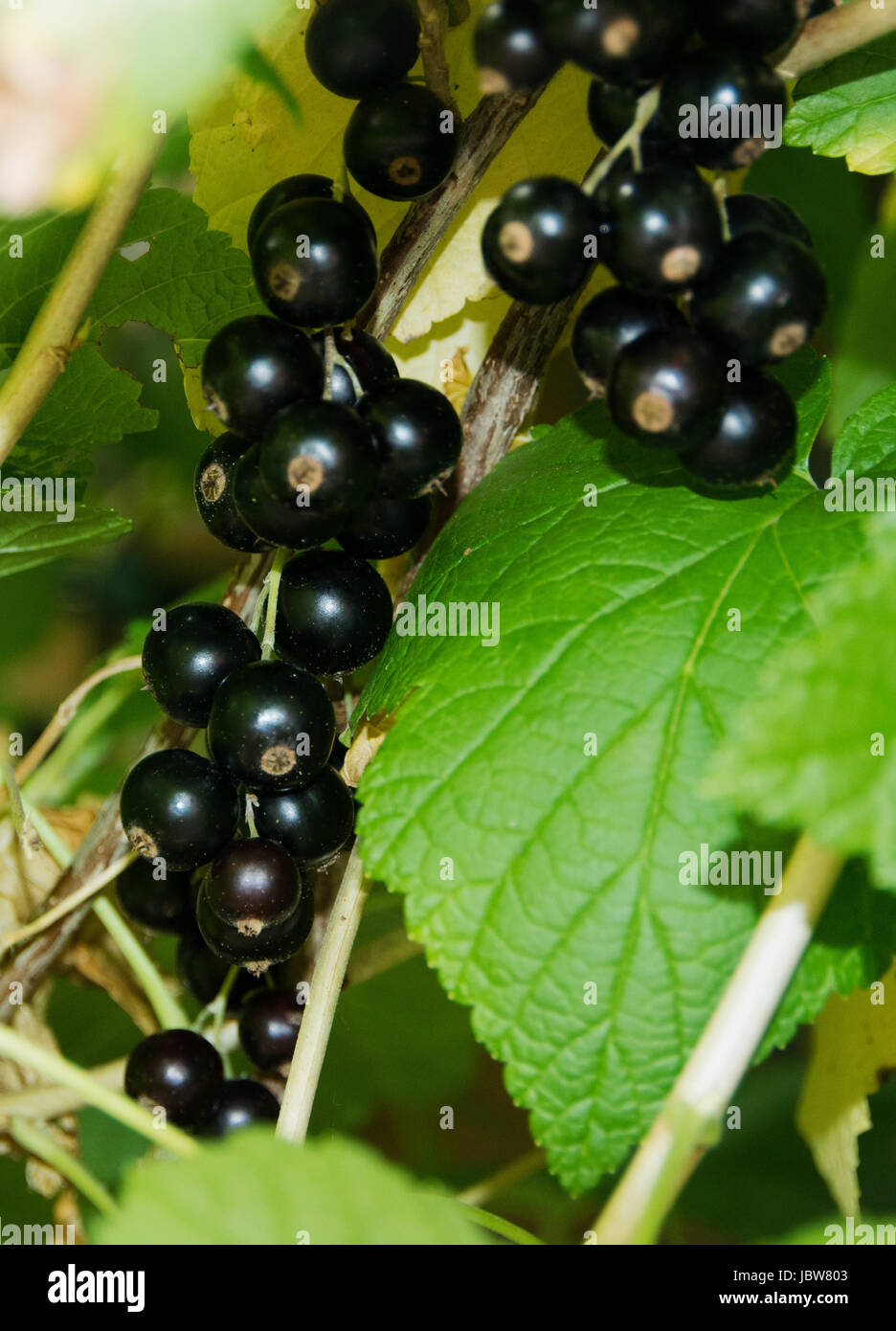 Schwarzer ribis -Fotos und -Bildmaterial in hoher Auflösung – Alamy