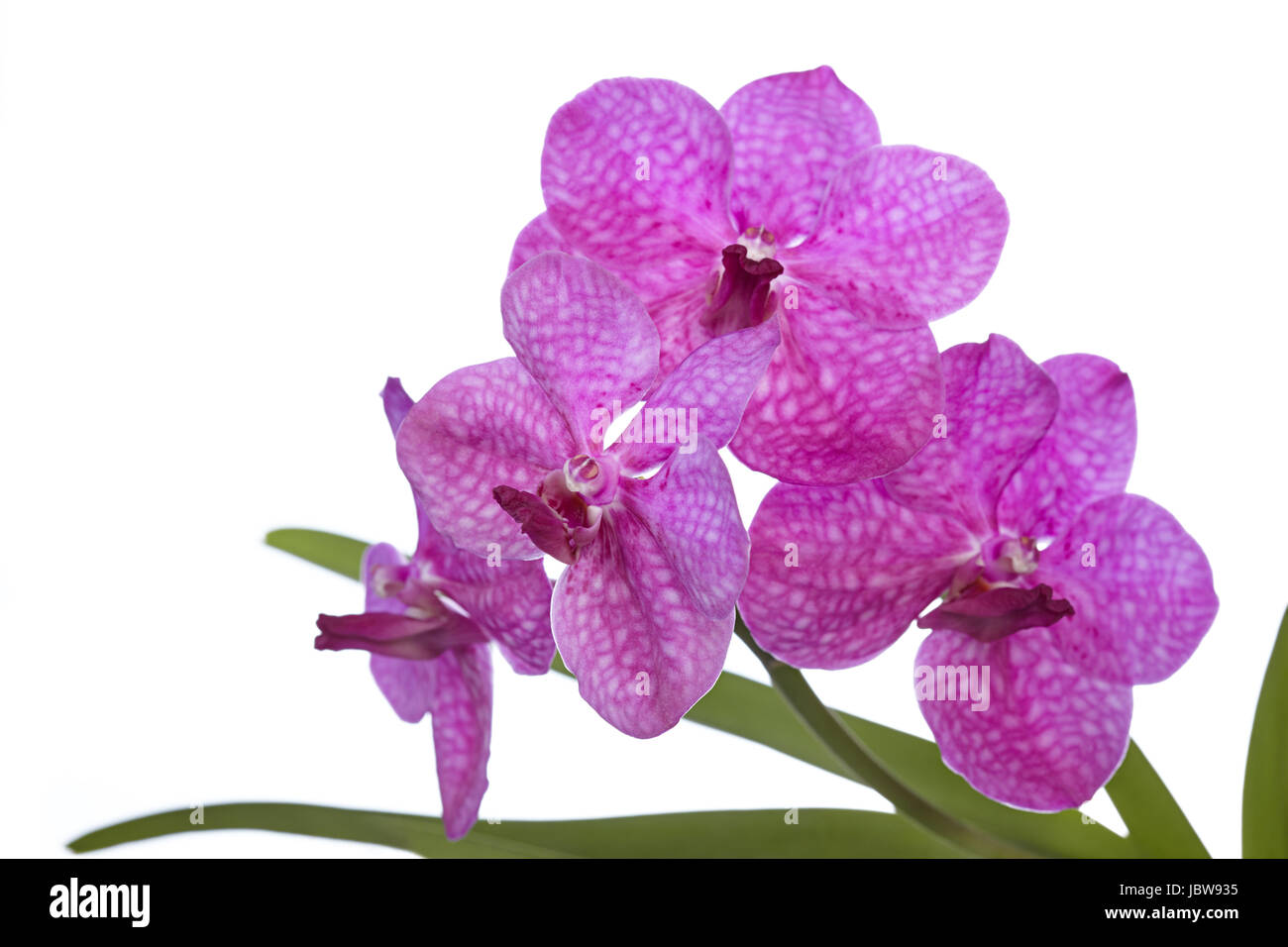 Wanda orchidee -Fotos und -Bildmaterial in hoher Auflösung – Alamy