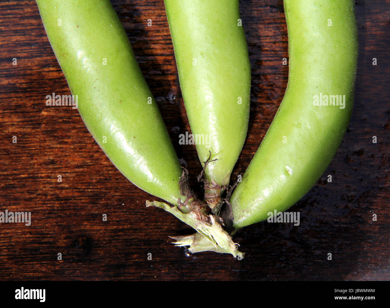 Vicia faba bohne -Fotos und -Bildmaterial in hoher Auflösung – Alamy