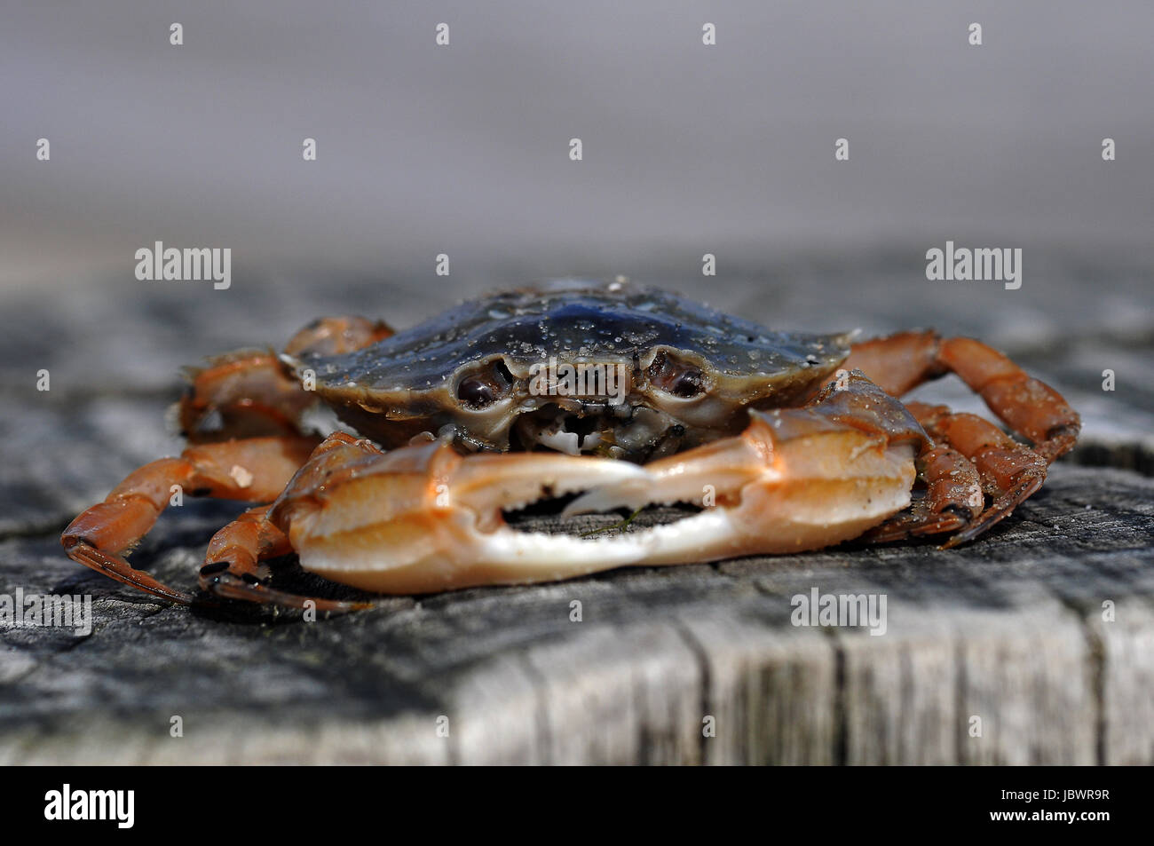 Krebs tier -Fotos und -Bildmaterial in hoher Auflösung – Alamy