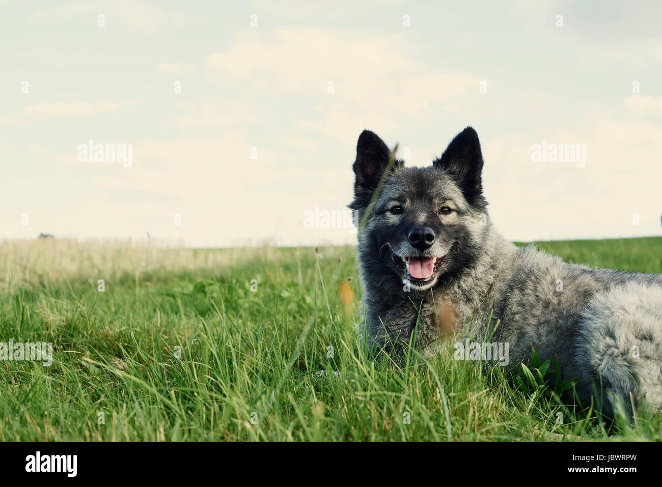 Hund liegend im gras -Fotos und -Bildmaterial in hoher Auflösung – Alamy