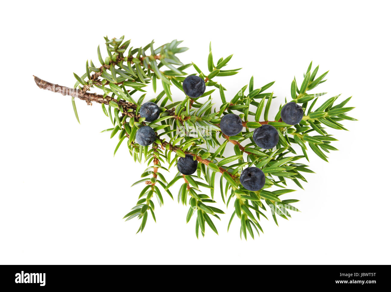Wacholder nadeln Ausgeschnittene Stockfotos und -bilder - Alamy